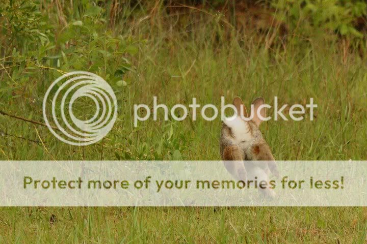 Cane cutter -- Wildlife in photography-on-the.net forums