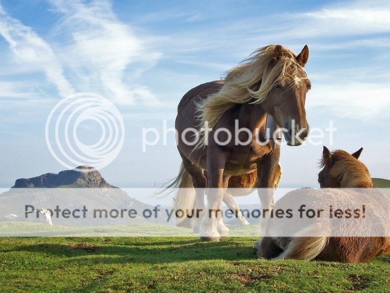 Free Layouts - Handy Howrse