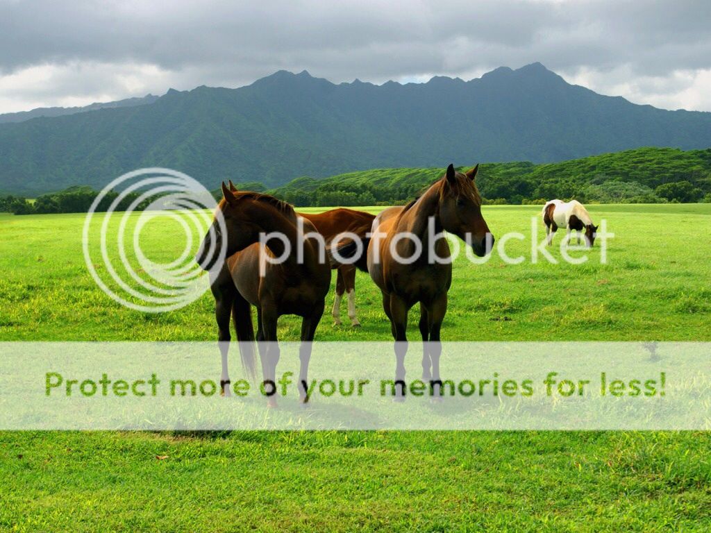 Free Layouts - Handy Howrse